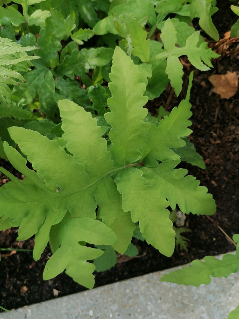 European royal fern from South Kensington, London SW7 5BD, UK on August ...