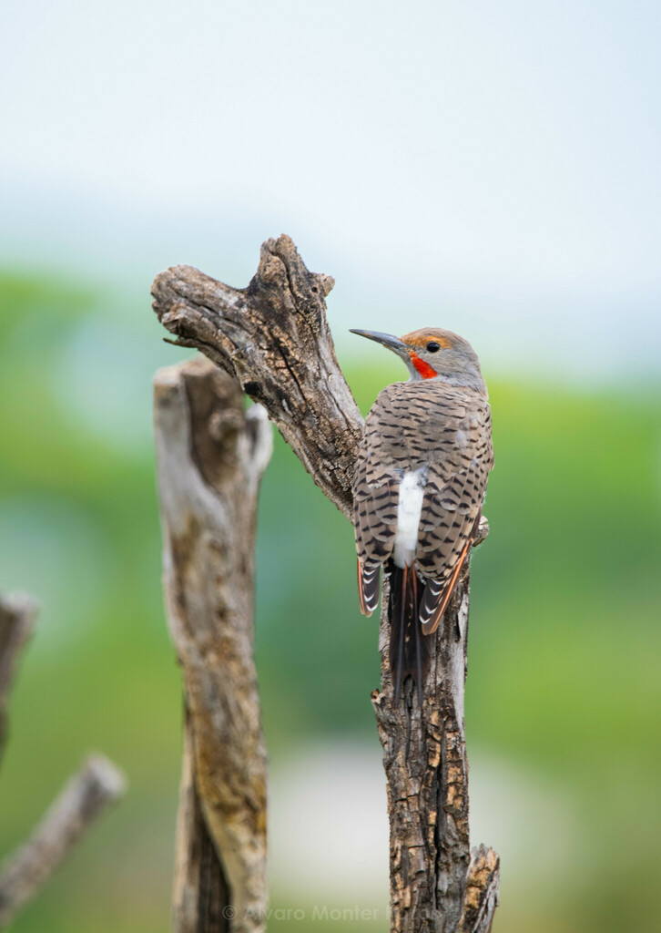 Northern Flicker from Santa Bárbara, Chih., México on July 31, 2024 at ...