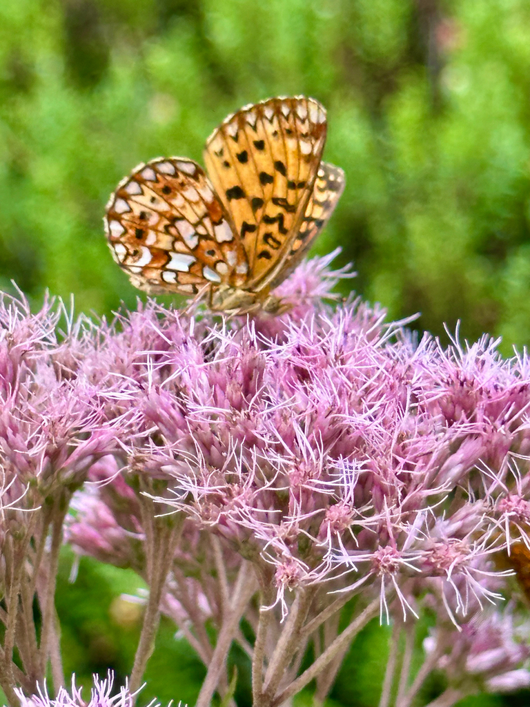 Clossiana from Marshfield on August 19, 2024 at 01:04 PM by Michael ...