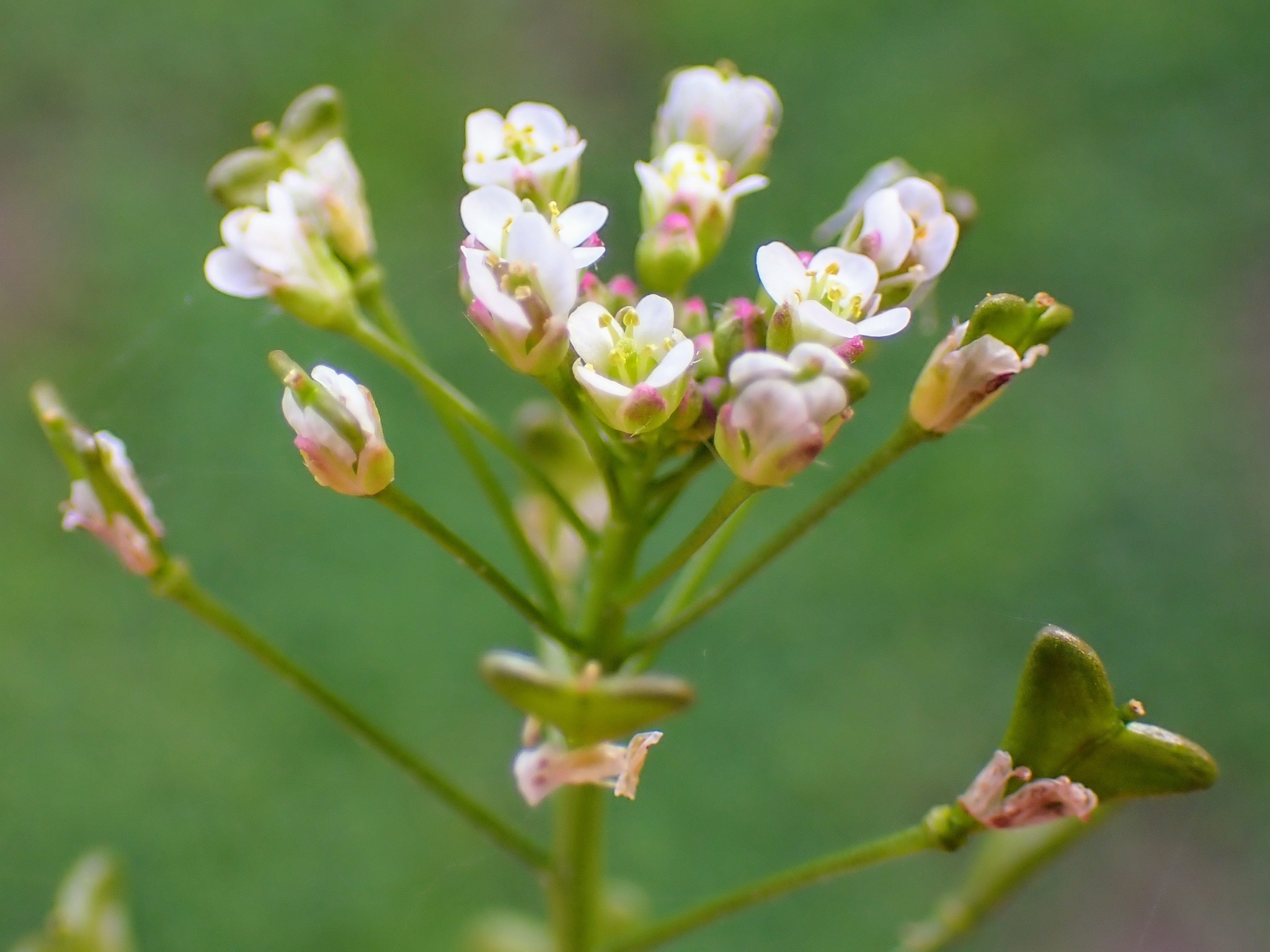 Capsella Bursa Pastoris Uses