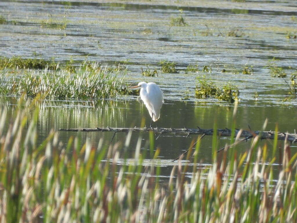 Great Egret from Benzie County, MI, USA on August 20, 2024 at 07:54 AM ...
