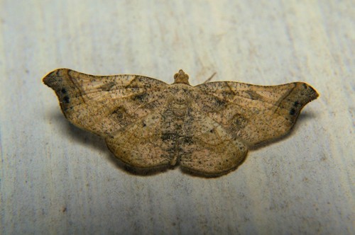 Ozola biangulifera · iNaturalist