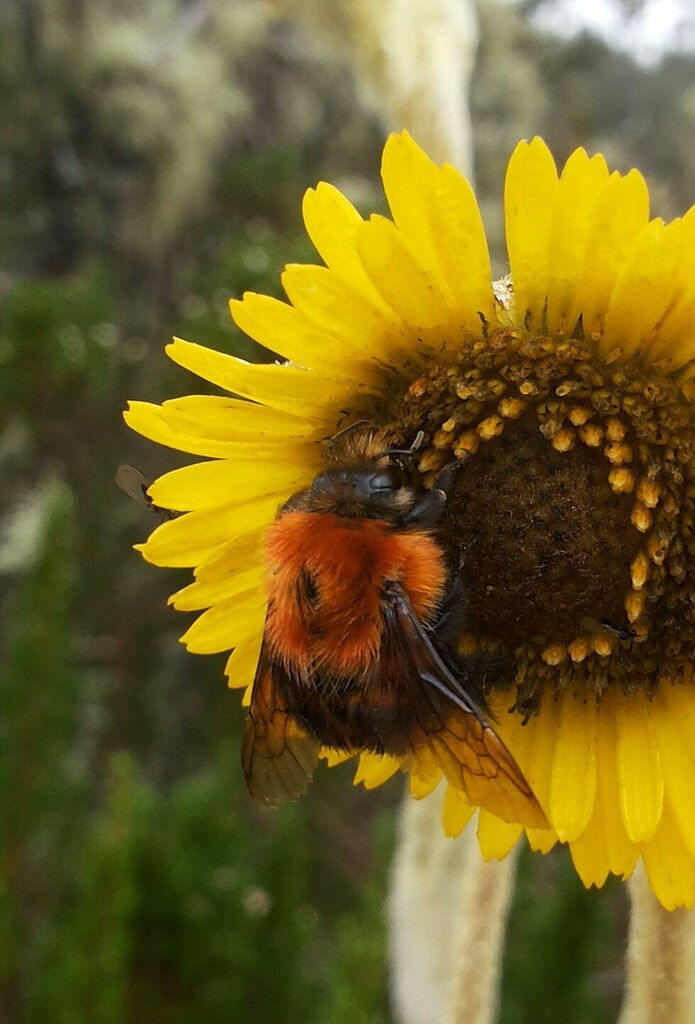 Andean Red Bumble Bee from CWG6+PV Reserva Natural Colibrí del sol ...