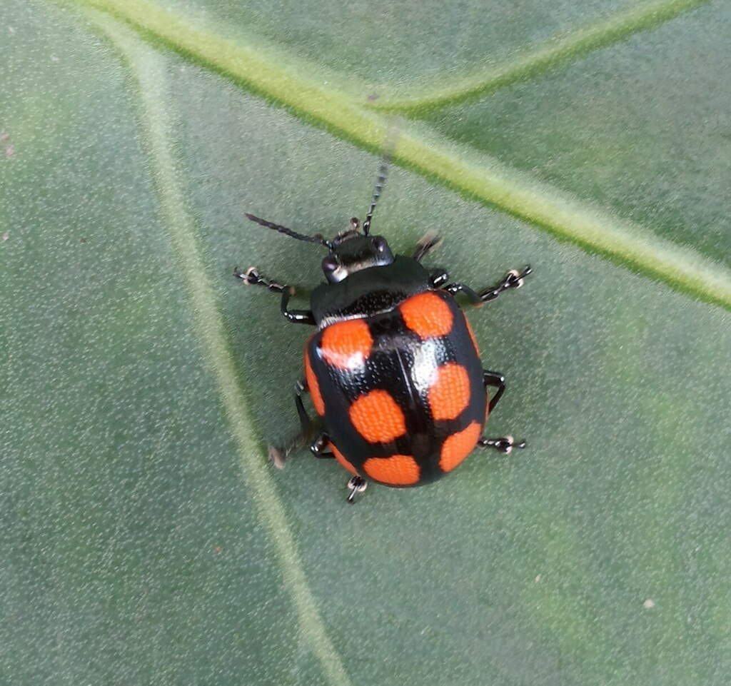 Cucujiform Beetles from Pueblo Rico, Risaralda, Colombia on April 10 ...