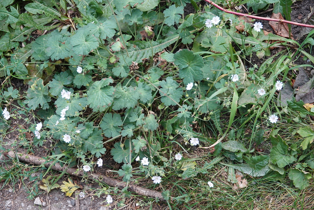 Hedgerow Crane's-bill from Nosterfield Quarry, Bedale, England, GB on ...