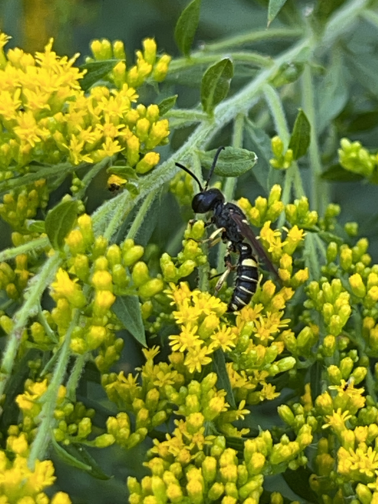 Philanthinae from New York on August 20, 2024 at 03:16 PM by ...