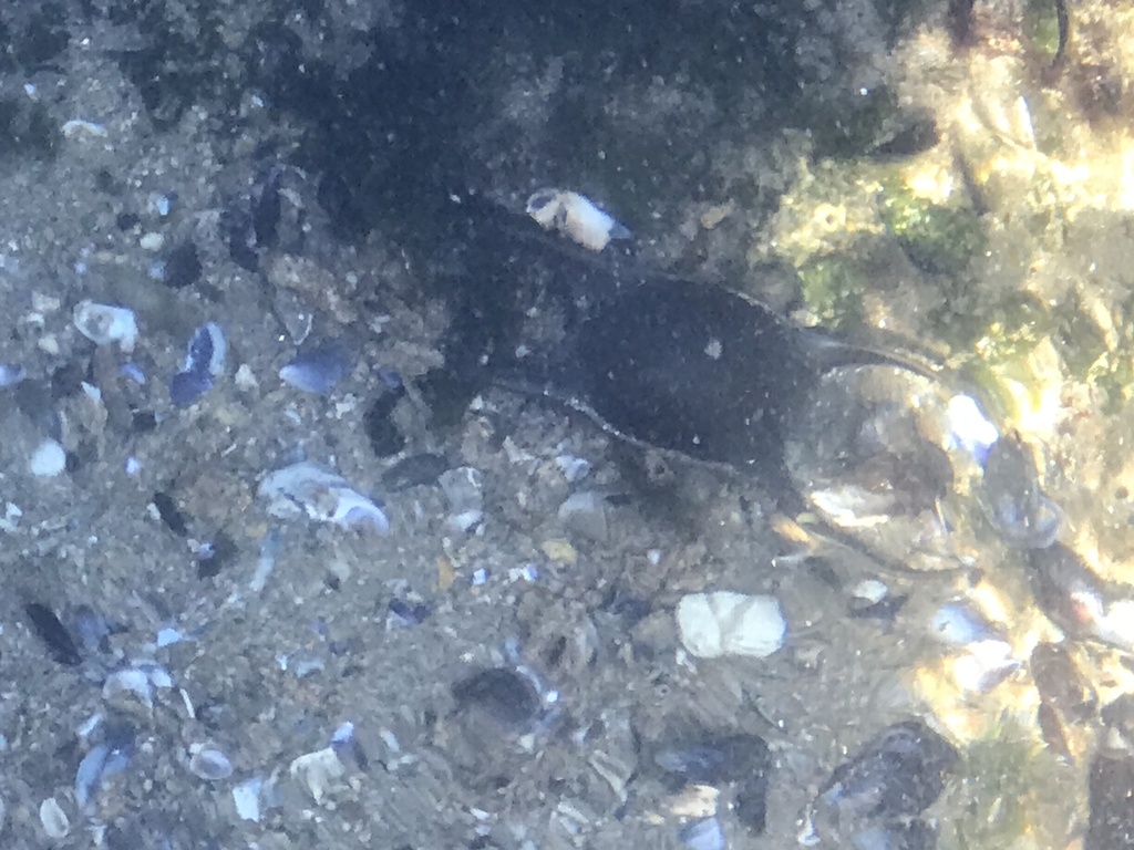 Spotted Skate from North Atlantic Ocean, Porto, PT on July 28, 2024 at ...