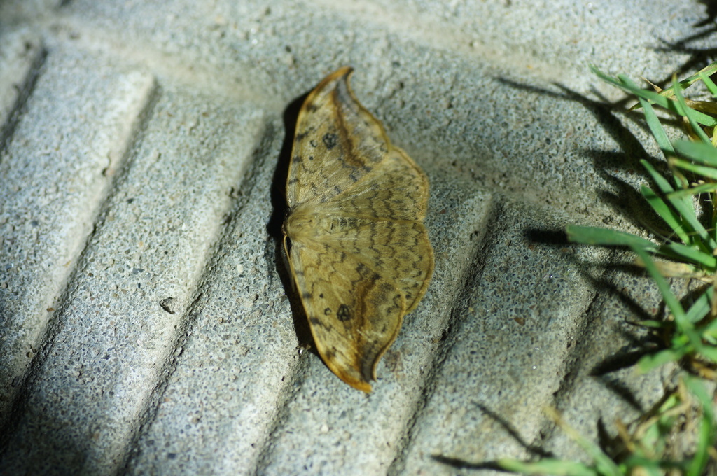 Pebble Hook-tip from Зареченский р-н, Тула, Тульская обл., Россия on August 20, 2024 at 09:16 PM ...