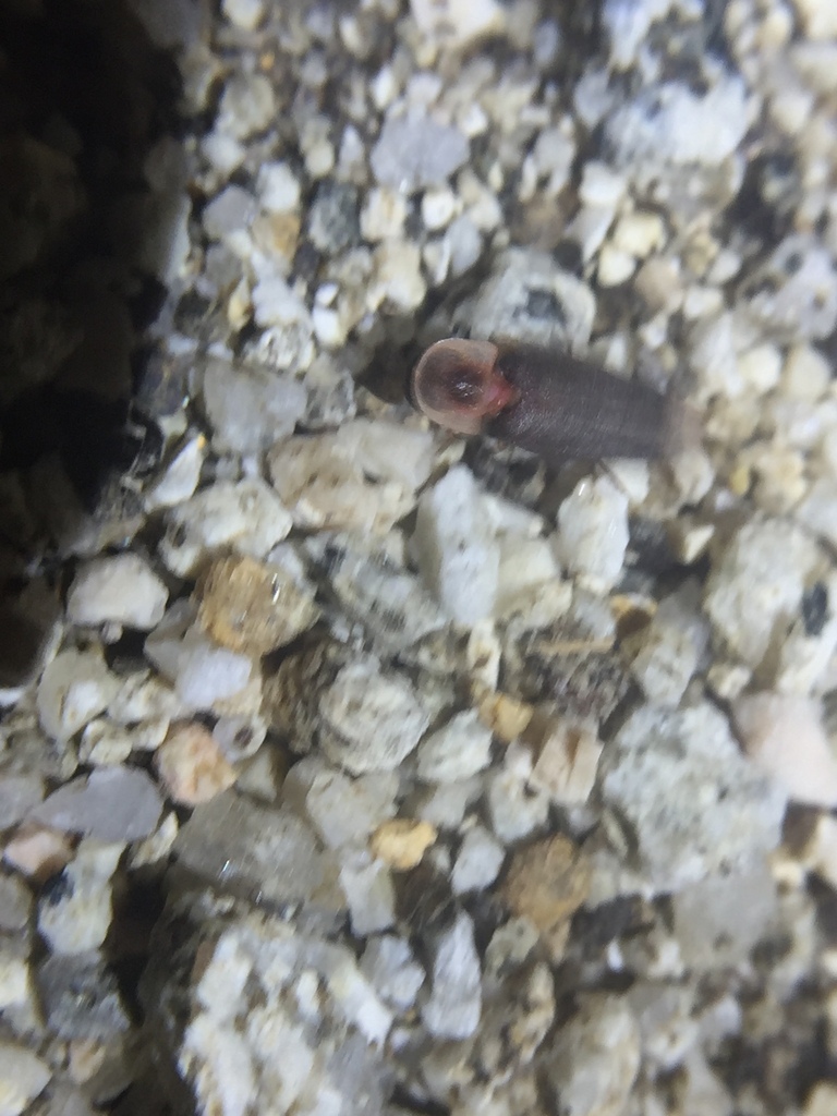 California Pink Glowworm from La Paz, BCS, Mexico on August 13, 2024 at ...