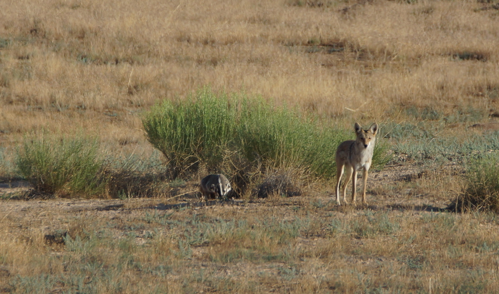American Badger from brewsters ridge - western colorado on July 12 ...