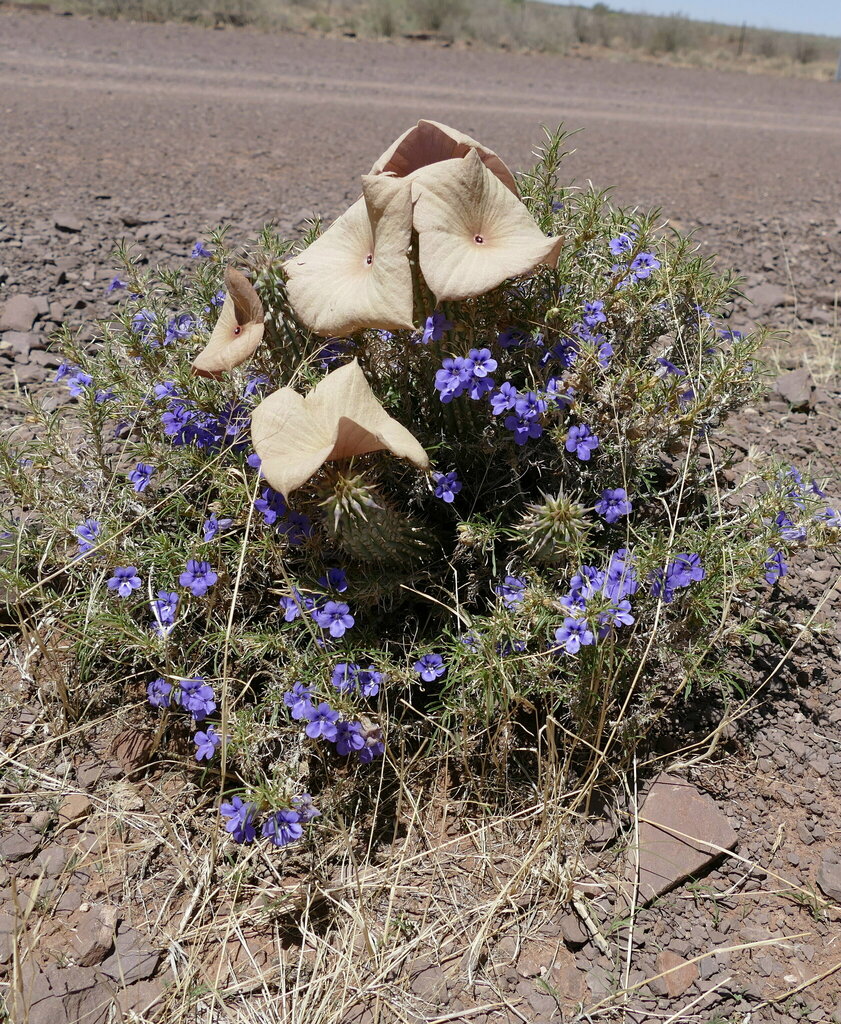 Wild Ghaap from D417, Region ǁKaras, Namibia on February 27, 2018 at 01 ...
