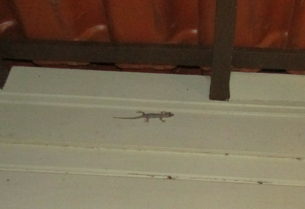 Tropical House Gecko from Vila dos Remédios, Fernando de Noronha ...