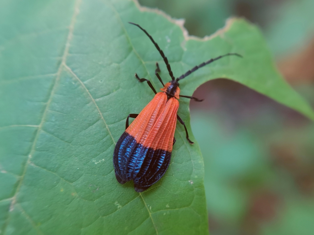 End Band Net-winged Beetle from Tippecanoe, 印第安纳, 美国 on August 19, 2024 ...