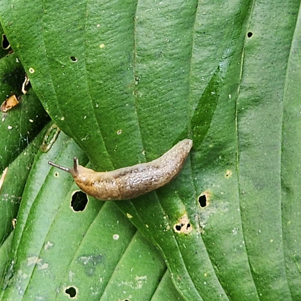 Milky Slug from Auburn, MA 01501, USA on August 20, 2024 at 08:40 AM by ...