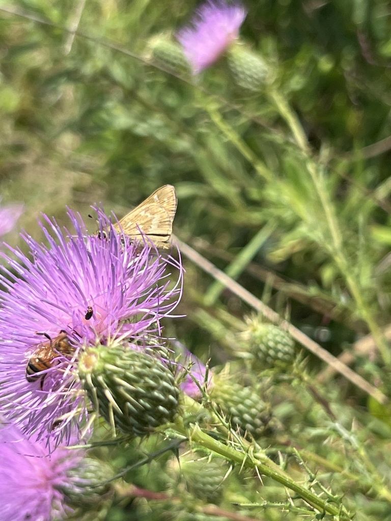 Huron Sachem from Woodstock, MD, US on August 19, 2024 at 03:14 PM by ...