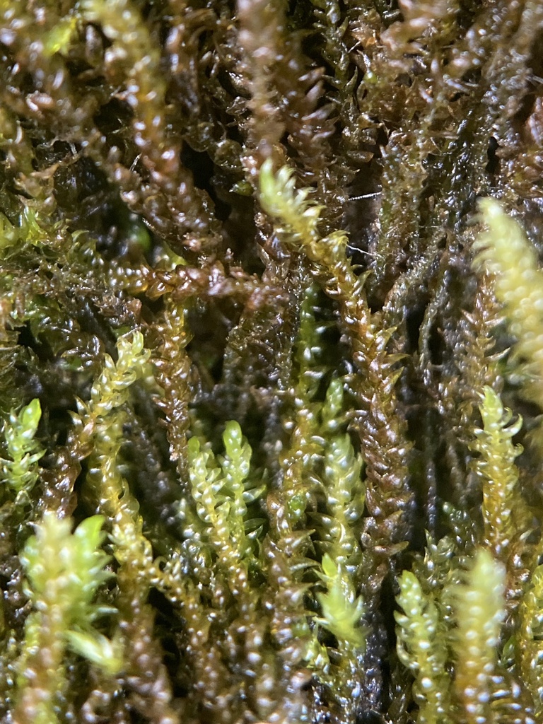 Platyhypnidium Moss in August 2024 by Tyler Miller · iNaturalist
