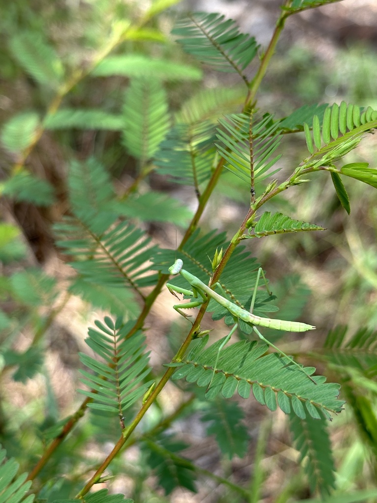 Larger Florida Mantis from Gainesville, FL, US on July 31, 2024 at 11: ...