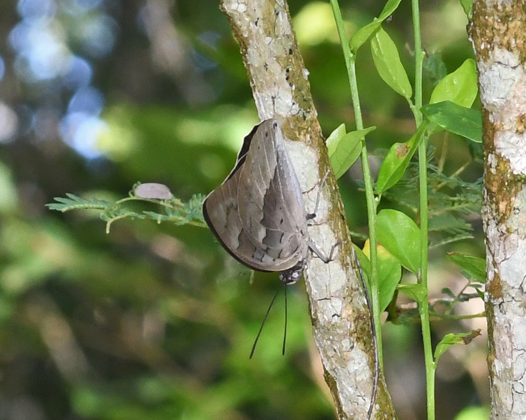Two-spotted Prepona from Playa Girón, Cuba on August 11, 2024 at 02:56 ...