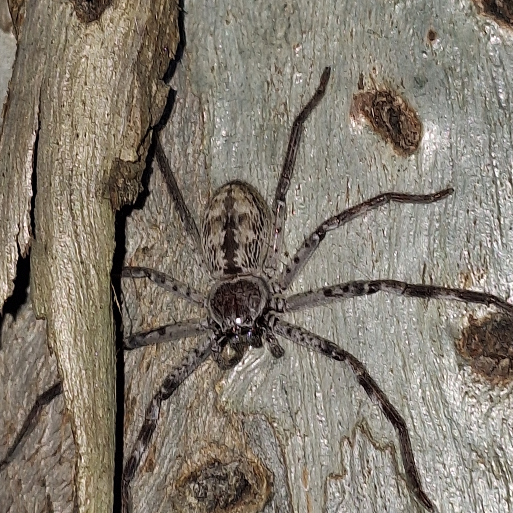 Grey Huntsman Spider from White Rock QLD 4306, Australia on August 19 ...