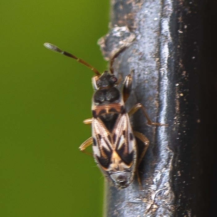 Scolopostethus affinis from 24 Kiel-Suchsdorf, Deutschland on August 20 ...