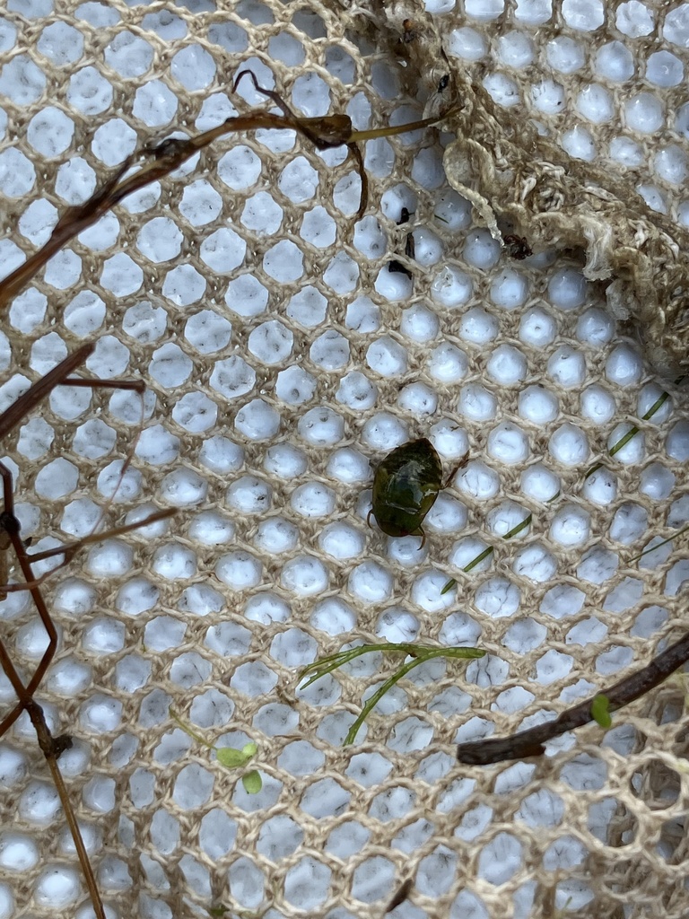 Alligator Fleas from Hampton Rd, Coinjock, NC, US on August 20, 2024 at ...