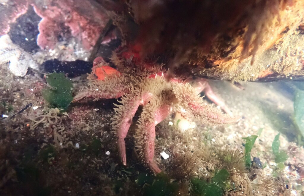 Pygmy Rock Crab from Boiler Bay, OR on August 19, 2024 at 06:51 PM by ...