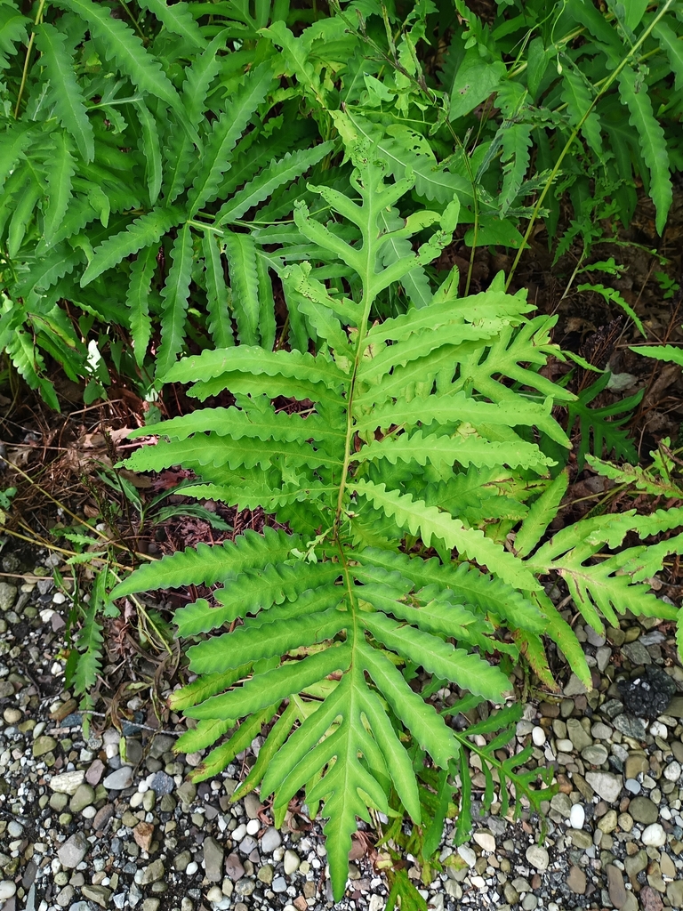 sensitive fern from Chardon, Ohio on August 20, 2024 at 04:18 PM by ...