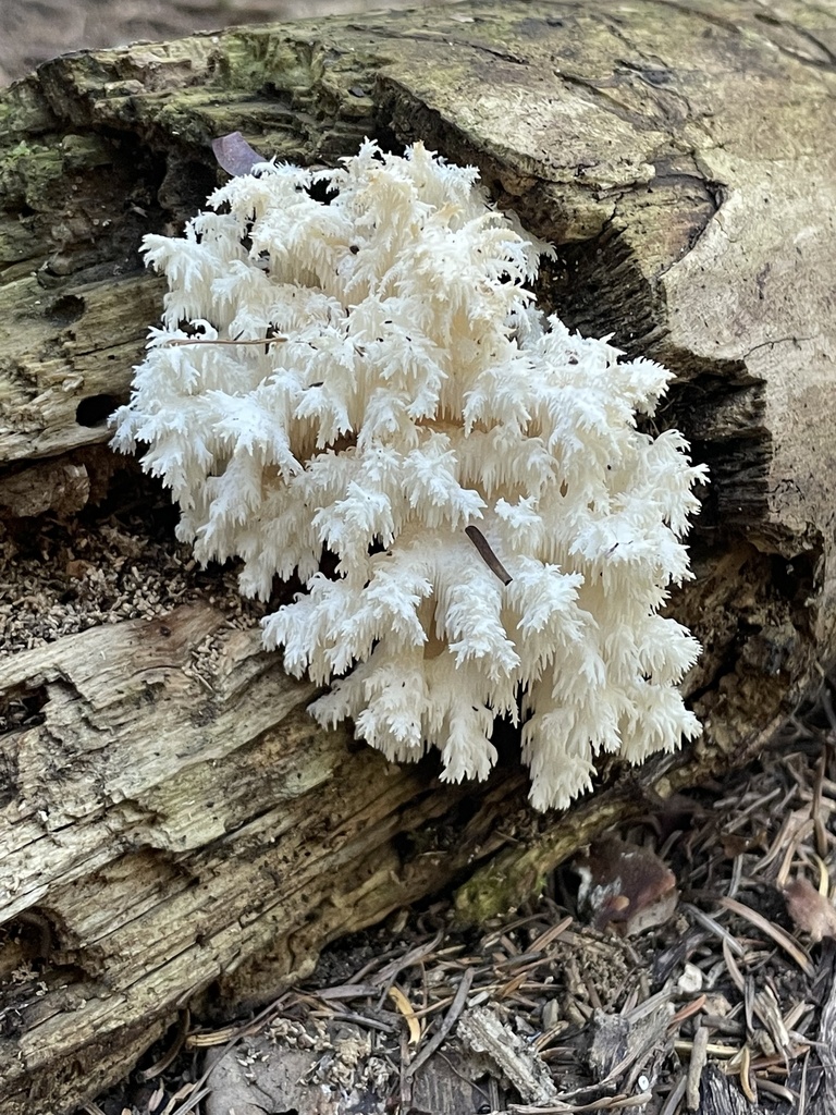 Coral tooth fungus from River Terrace, Thunder Bay, ON, CA on August 20 ...