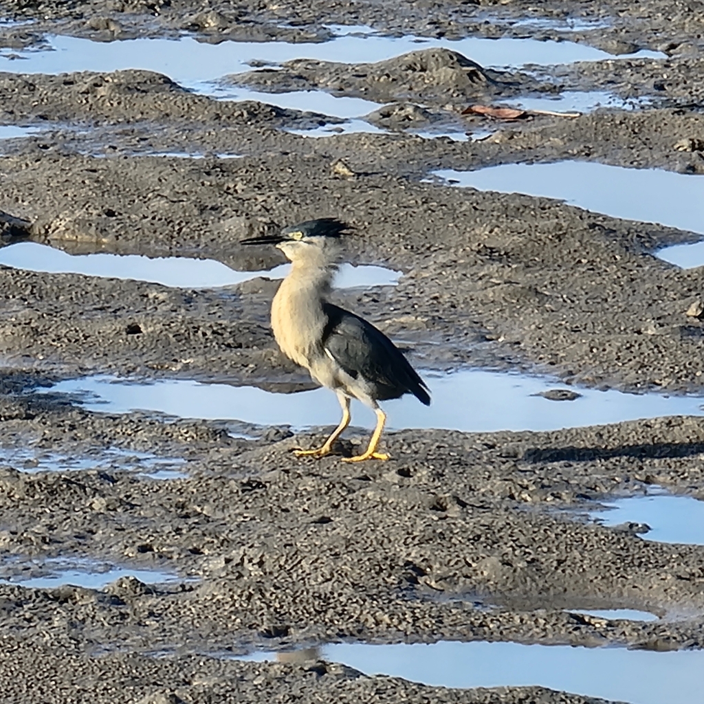 Striated Heron from Manly QLD, Australia on August 21, 2024 at 07:46 AM ...