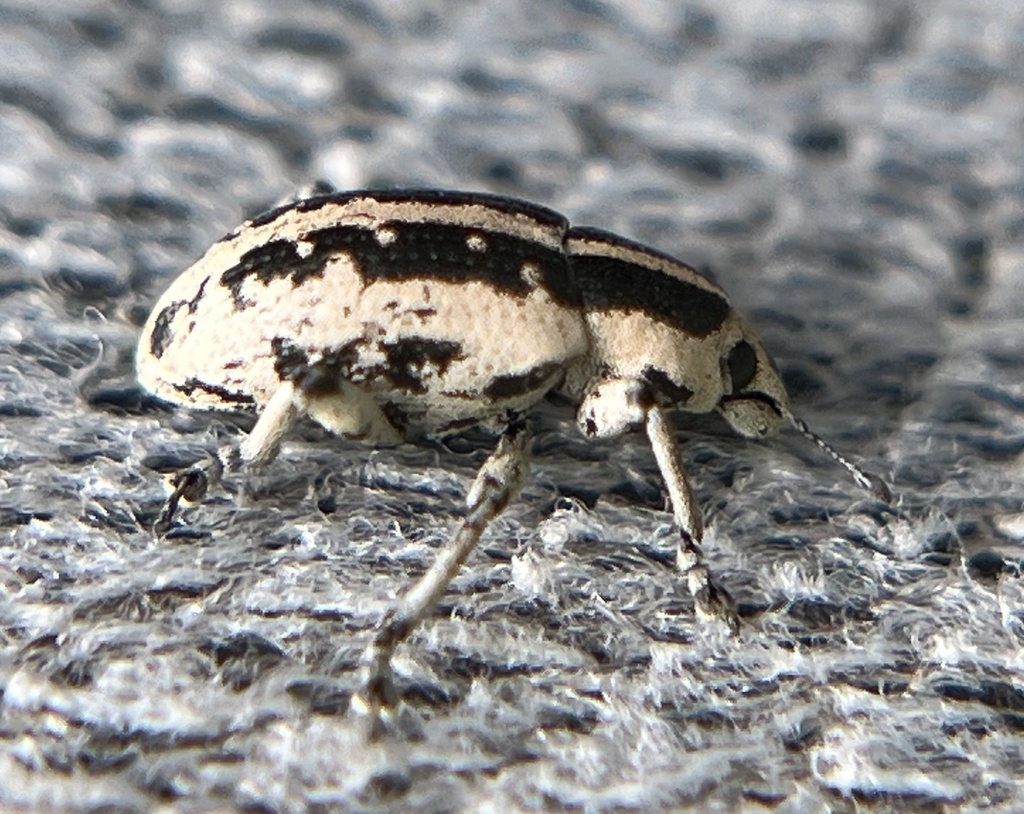 Speckled Clown Weevil from CR-555, Bartow, FL, US on August 20, 2024 at ...