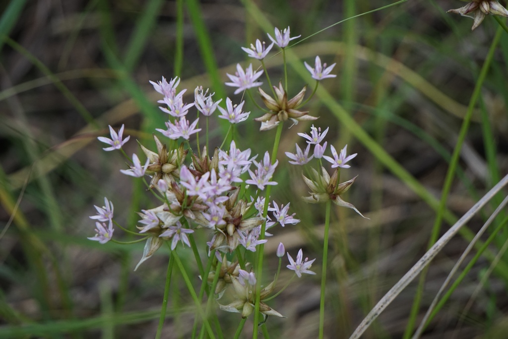 Canadian Meadow garlic (Foraging - Edible Plants/Mushrooms) · iNaturalist