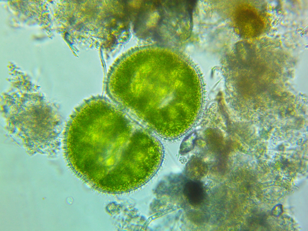 Cosmarium dentatum in August 2024 by abelkinser · iNaturalist