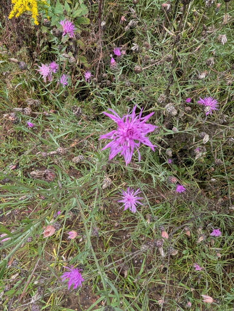 spotted knapweed from Saranac Lake, NY 12983, USA on August 20, 2024 at ...