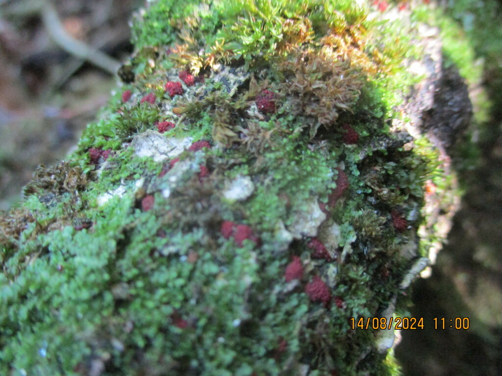 Nectriaceae from Dunedin North, Dunedin, New Zealand on August 14, 2024 ...