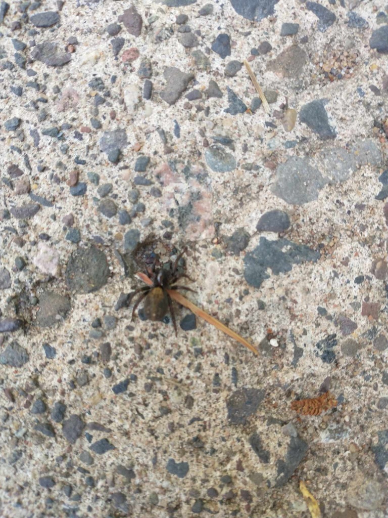 RTA Clade Spiders from Grantsburg, WI, US on August 20, 2024 at 06:55 ...