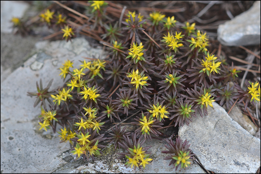 (Sedum polytrichoides) - Botanical Realm