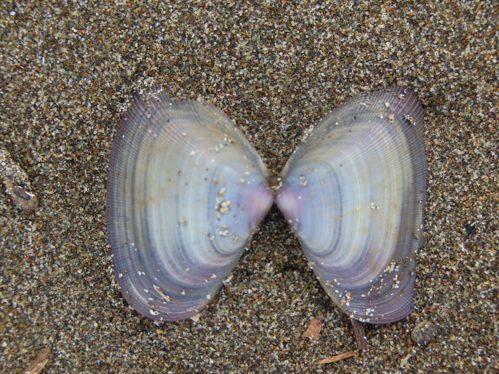 Tellins, Sunset Clams, and Allies from Jobo, Provincia de Chiriquí ...