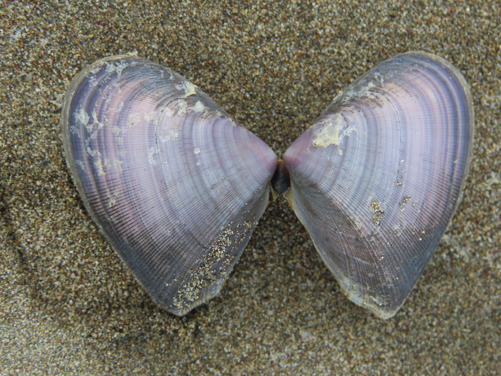 Bean Clams from Jobo, Provincia de Chiriquí, Panamá on August 20, 2024 ...