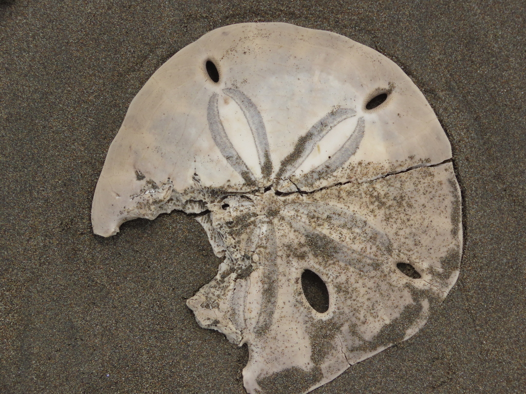 Mellitidae from Jobo, Provincia de Chiriquí, Panamá on August 20, 2024 ...