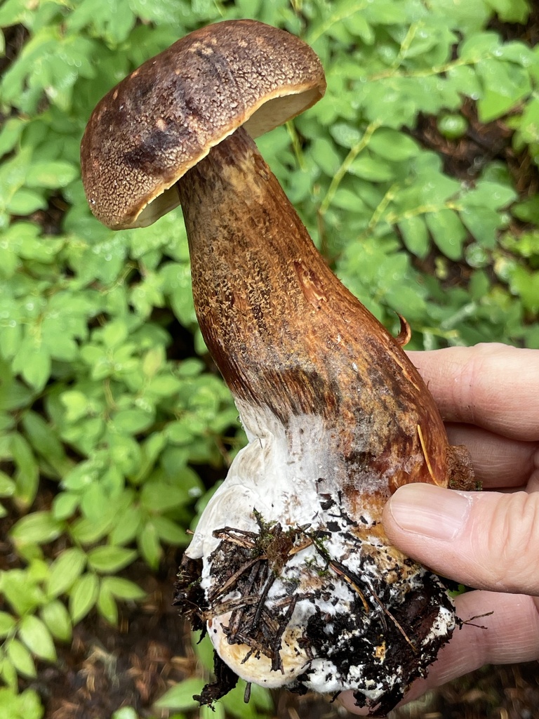admirable bolete from Okanogan - Wenatchee National Forest, Easton, WA ...