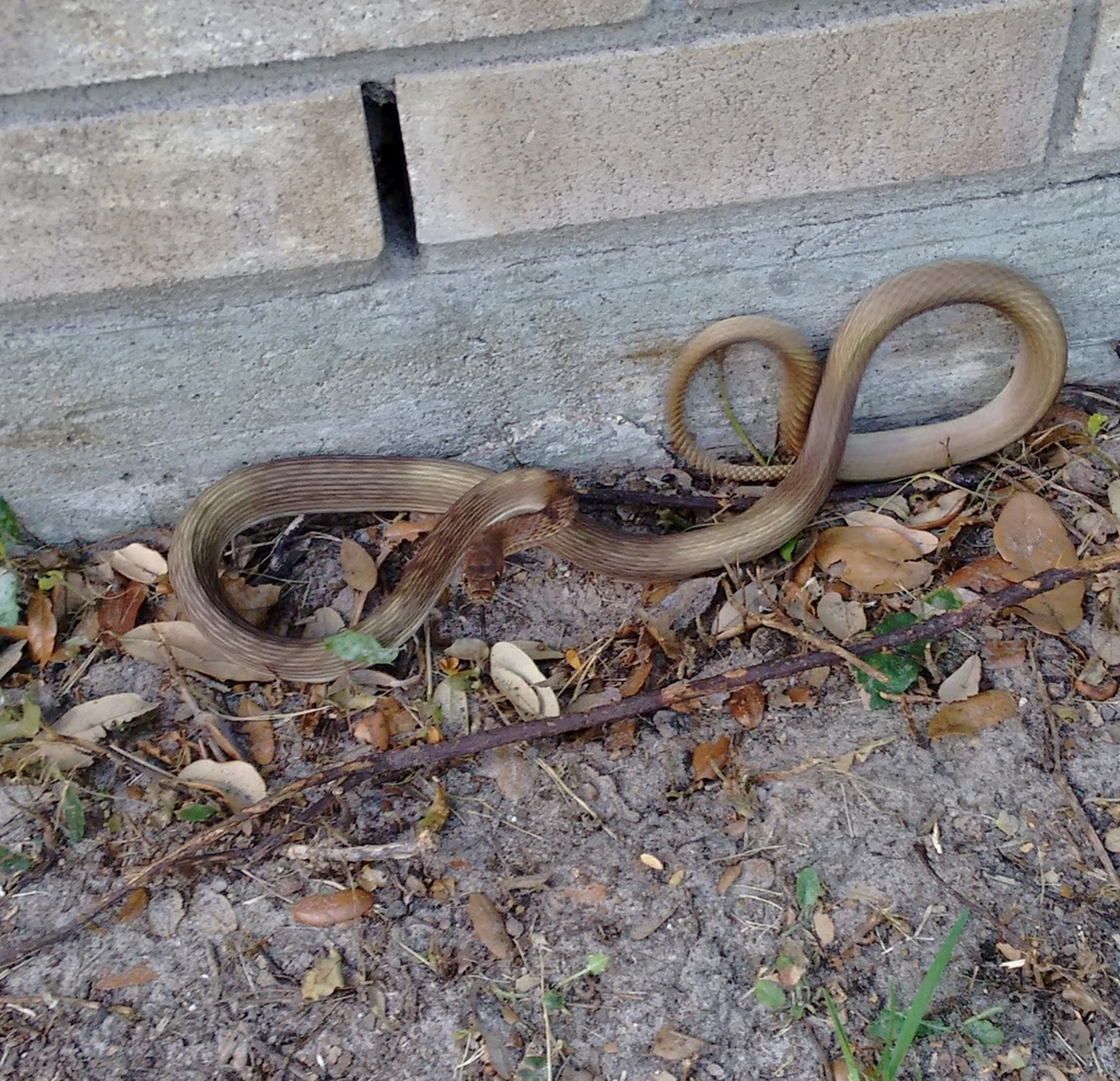 Coachwhip in July 2017 by klk2024 · iNaturalist