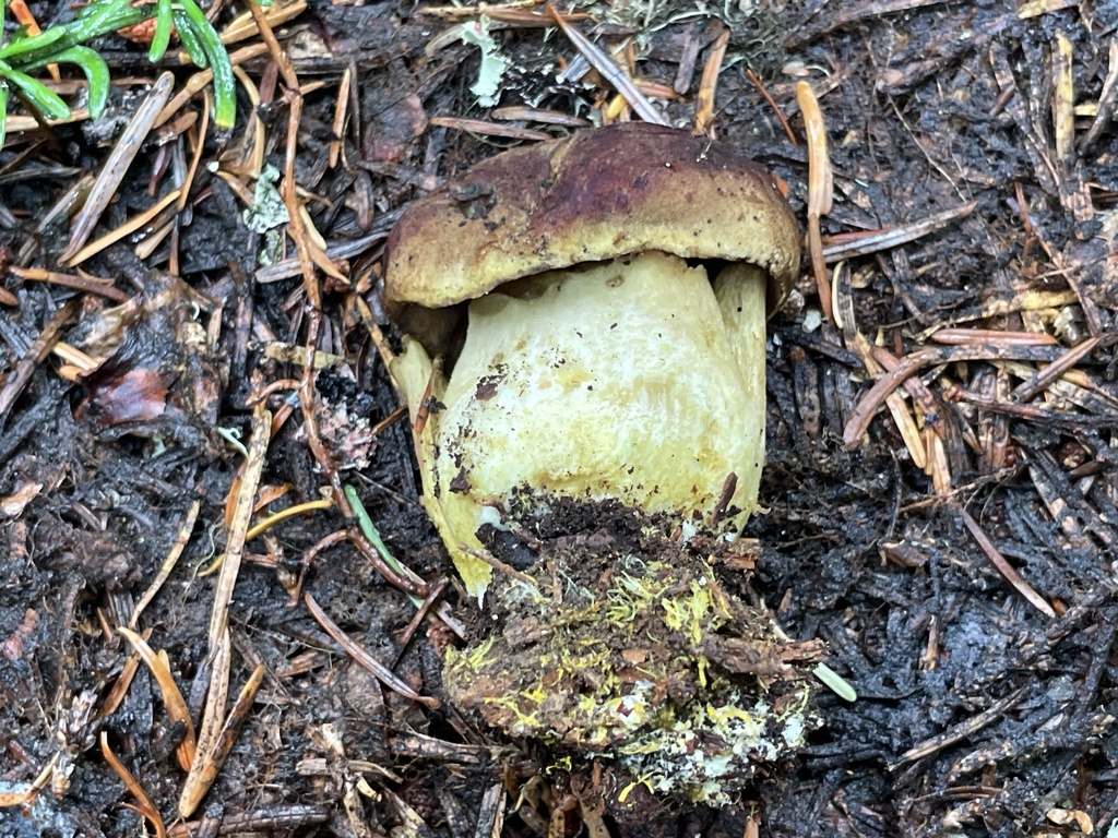 Smith's Bolete from Okanogan - Wenatchee National Forest, Snoqualmie ...