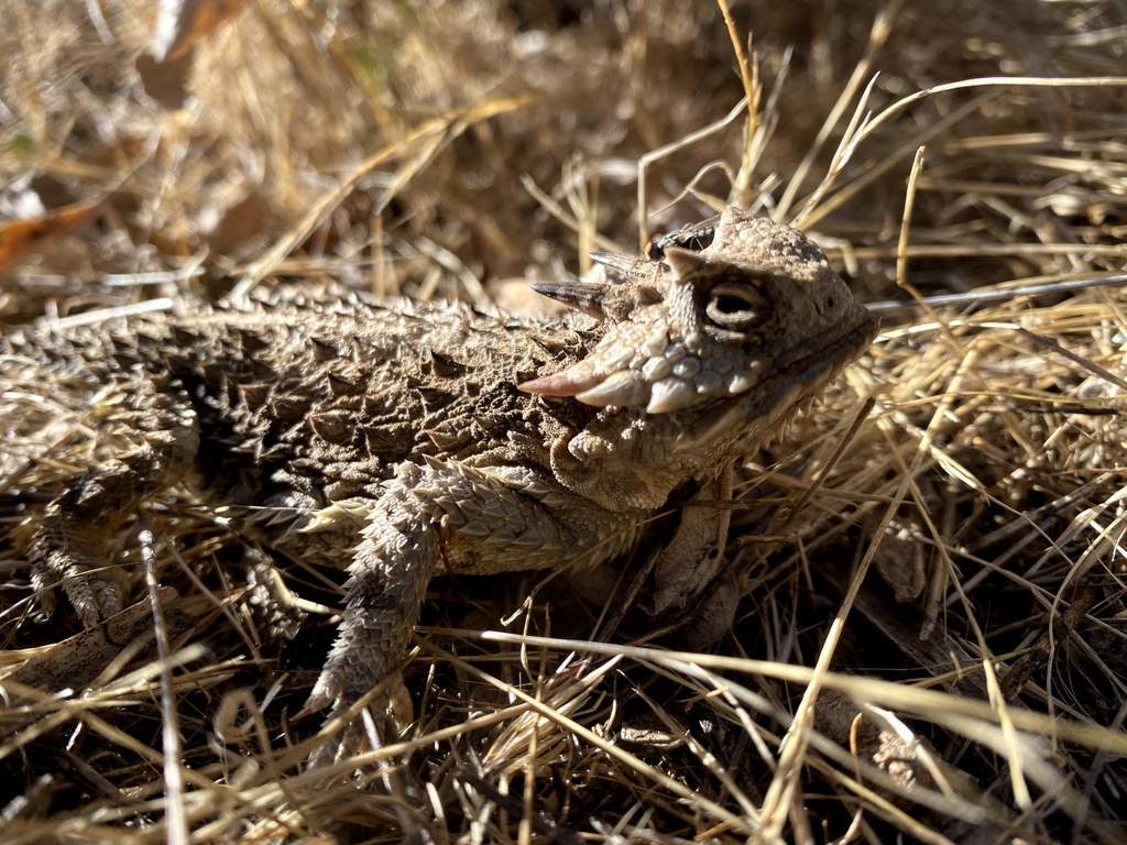 Blainville's Horned Lizard in July 2020 by Michael S. Chandler ...