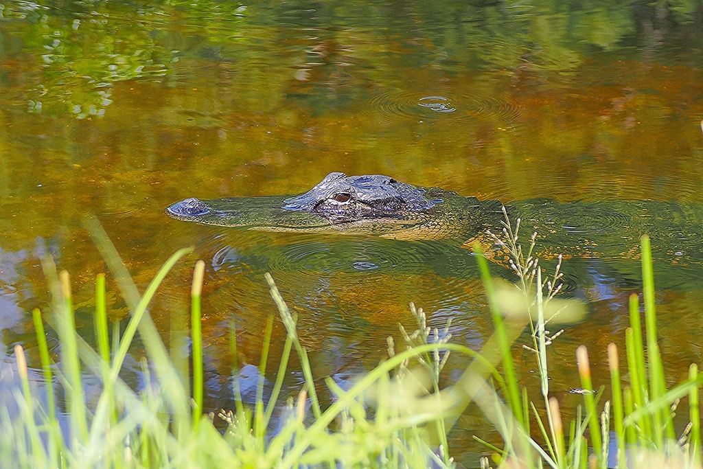 American Alligator from Arthur R. Marshall Loxahatchee Wildlife Refuge ...