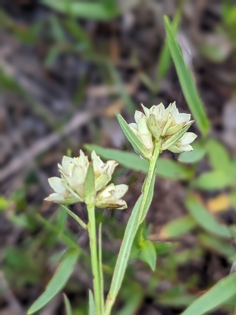 Shrubby Primrose-willow from Hernando, FL, USA on August 20, 2024 at 11 ...