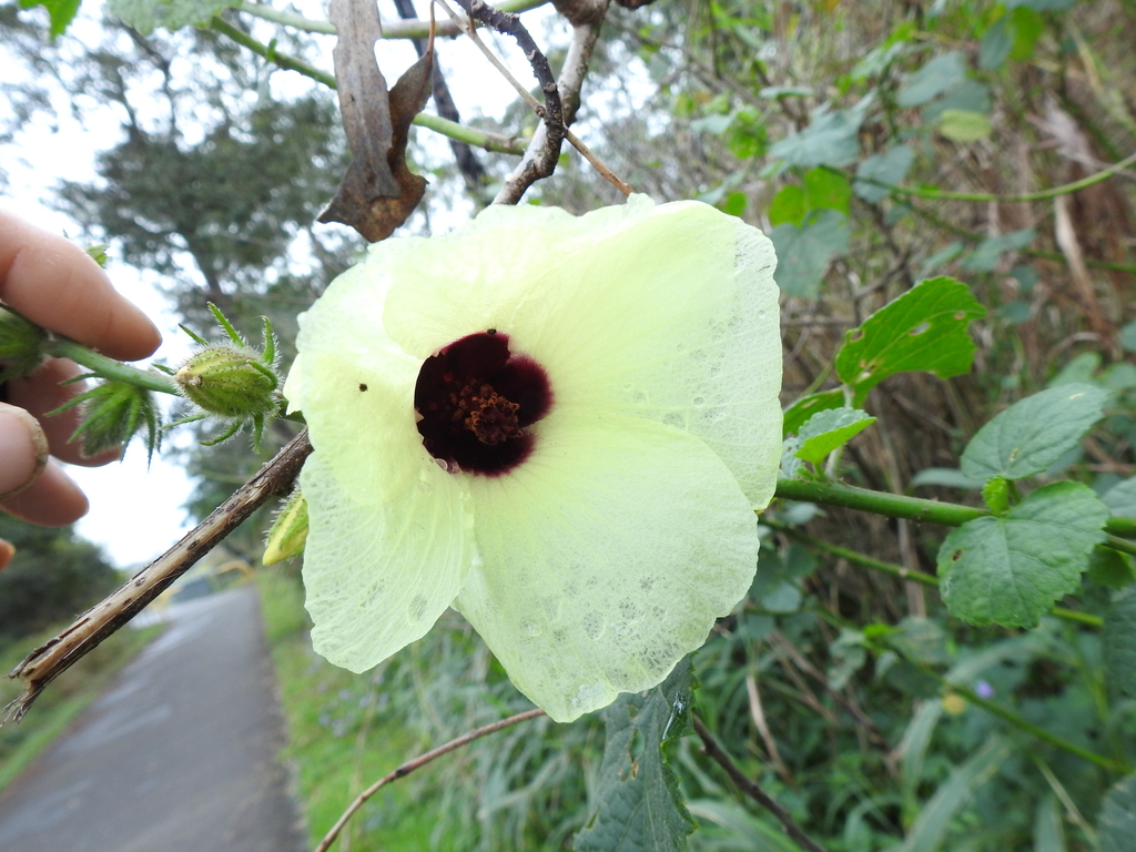 Prickly Tree Hibiscus from Brisbane QLD, Australia on August 14, 2024 ...