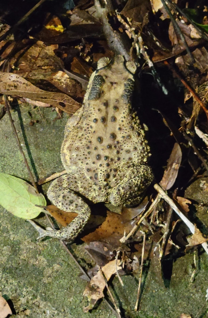 Asian Common Toad from 9XQ5+XP, Tuen Mun, Hong Kong on August 20, 2024 ...