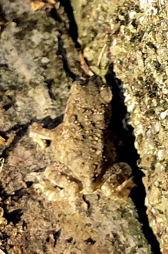 Asian Common Toad from 9XR5+MX, Tuen Mun, Hong Kong on August 20, 2024 ...