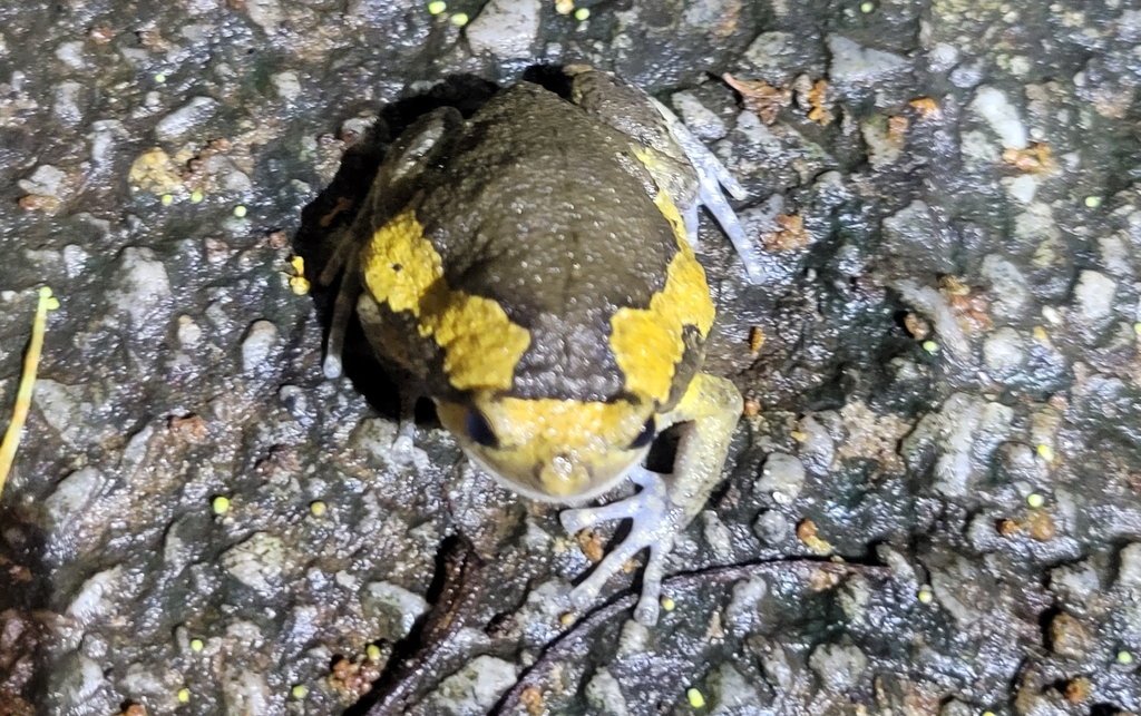 Asian Painted Frog from 9XQ5+XP, Tuen Mun, Hong Kong on August 20, 2024 ...