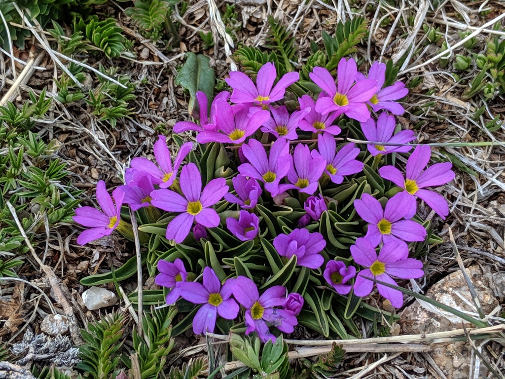 Alpine Primrose (Plants of El Paso County and Pikes Peak, Colorado ...